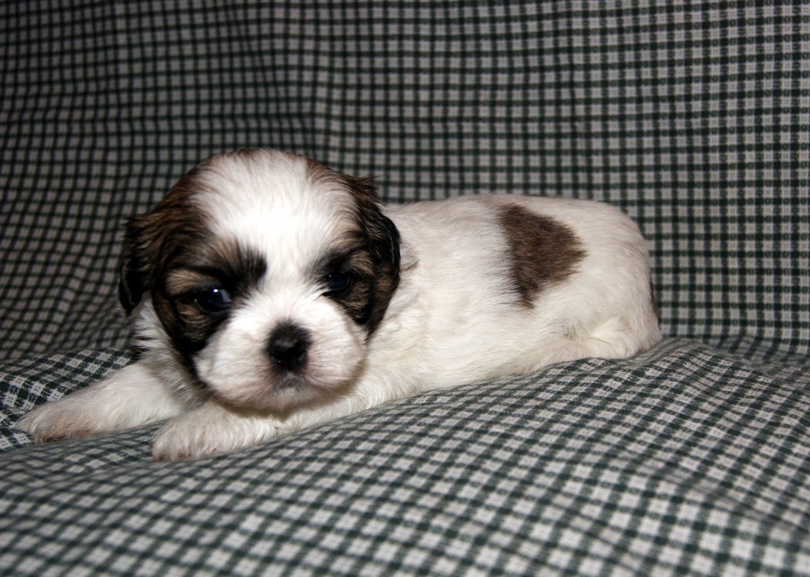 Taylor's Shih Tzu World: "B" Puppies are 4 weeks old!