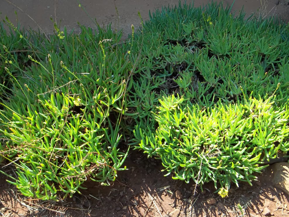 The Succulent and Cactus Lady : Bulbine frutescence