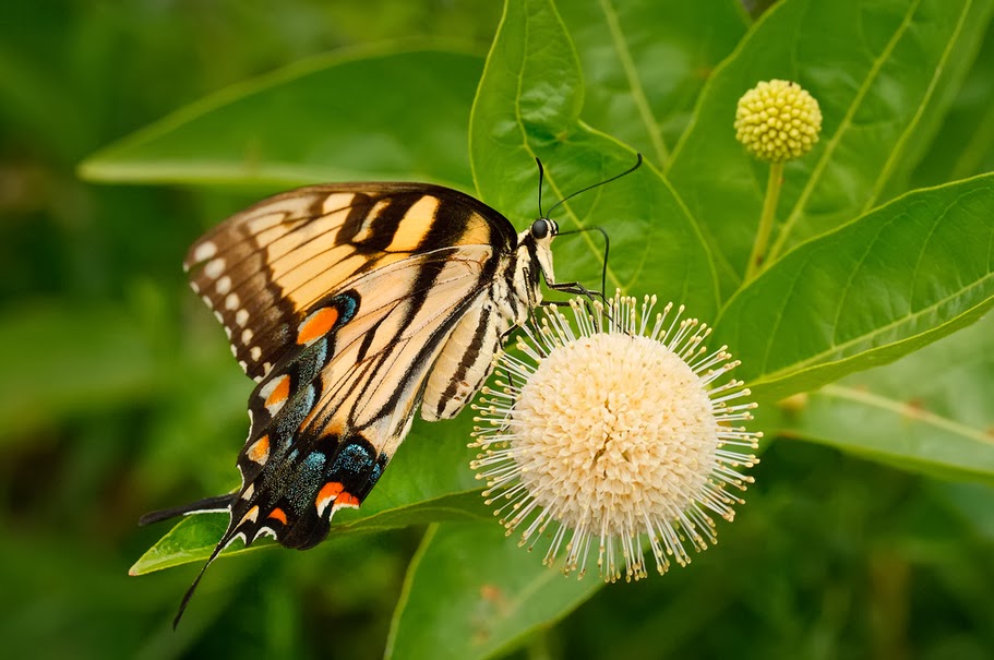 School Of Digital Photography: How to Make a DIY Ring Flash Video Tutorial