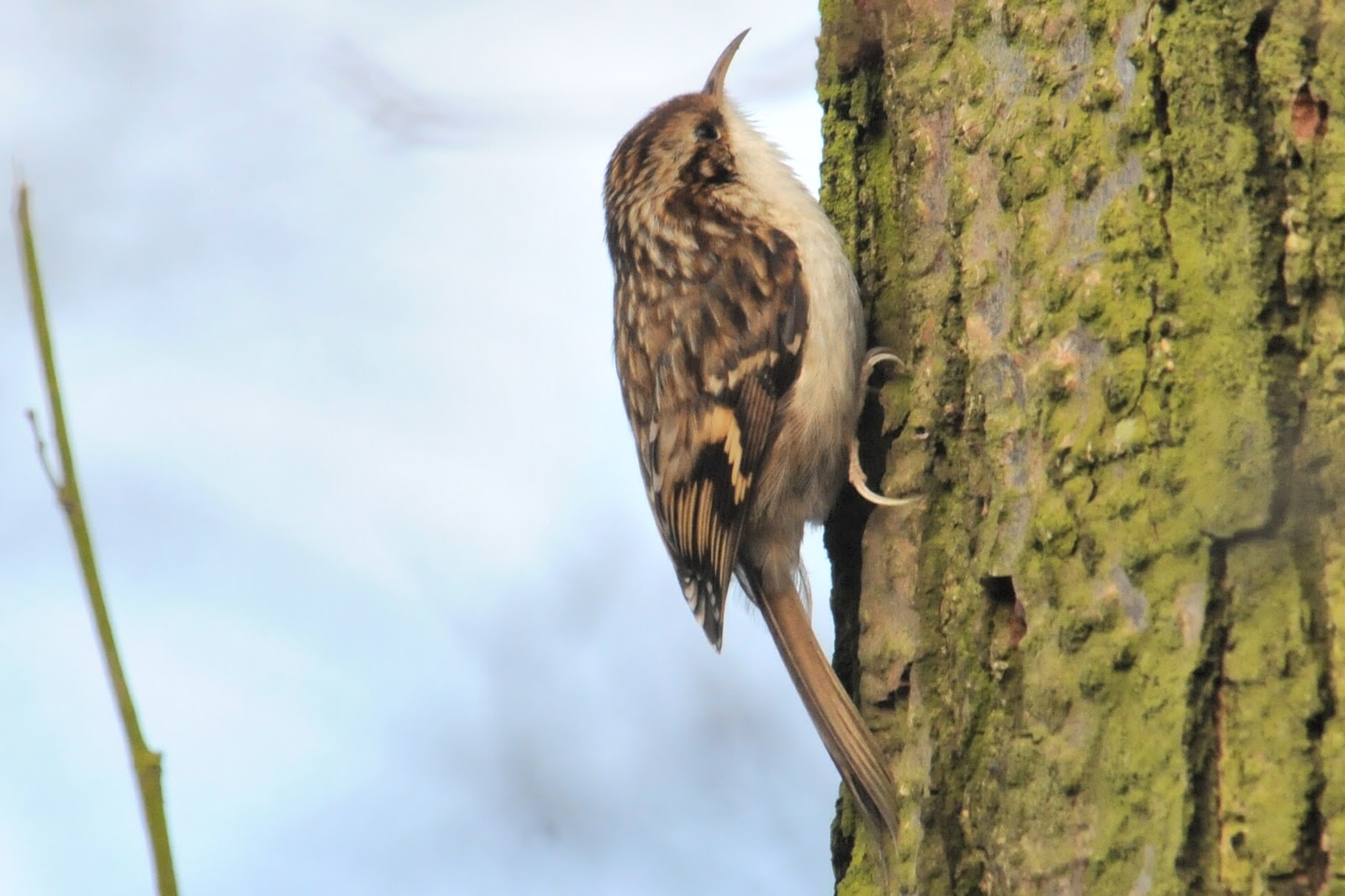 Westport Lake: February 2012