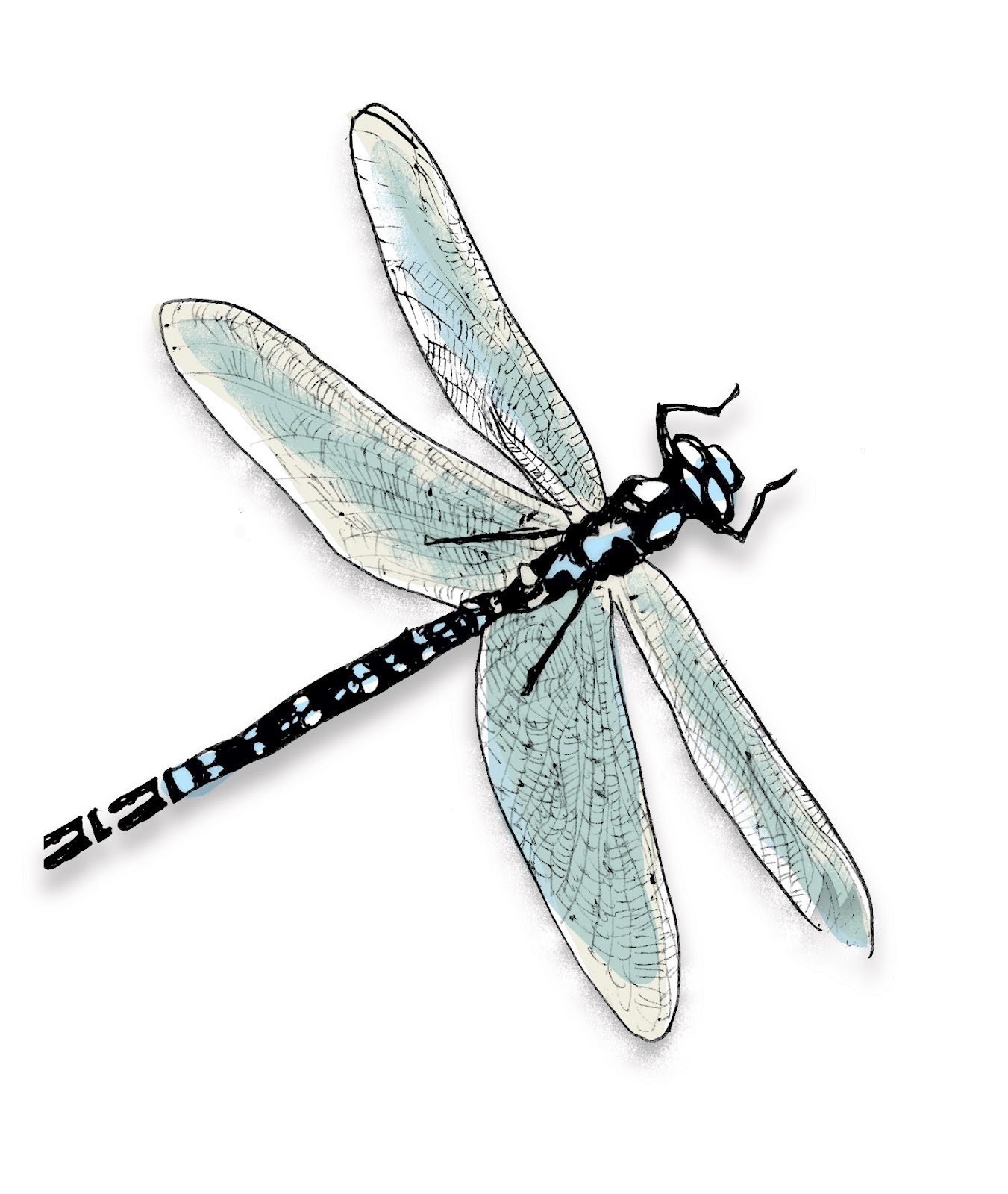 The Leopard: Dragonfly