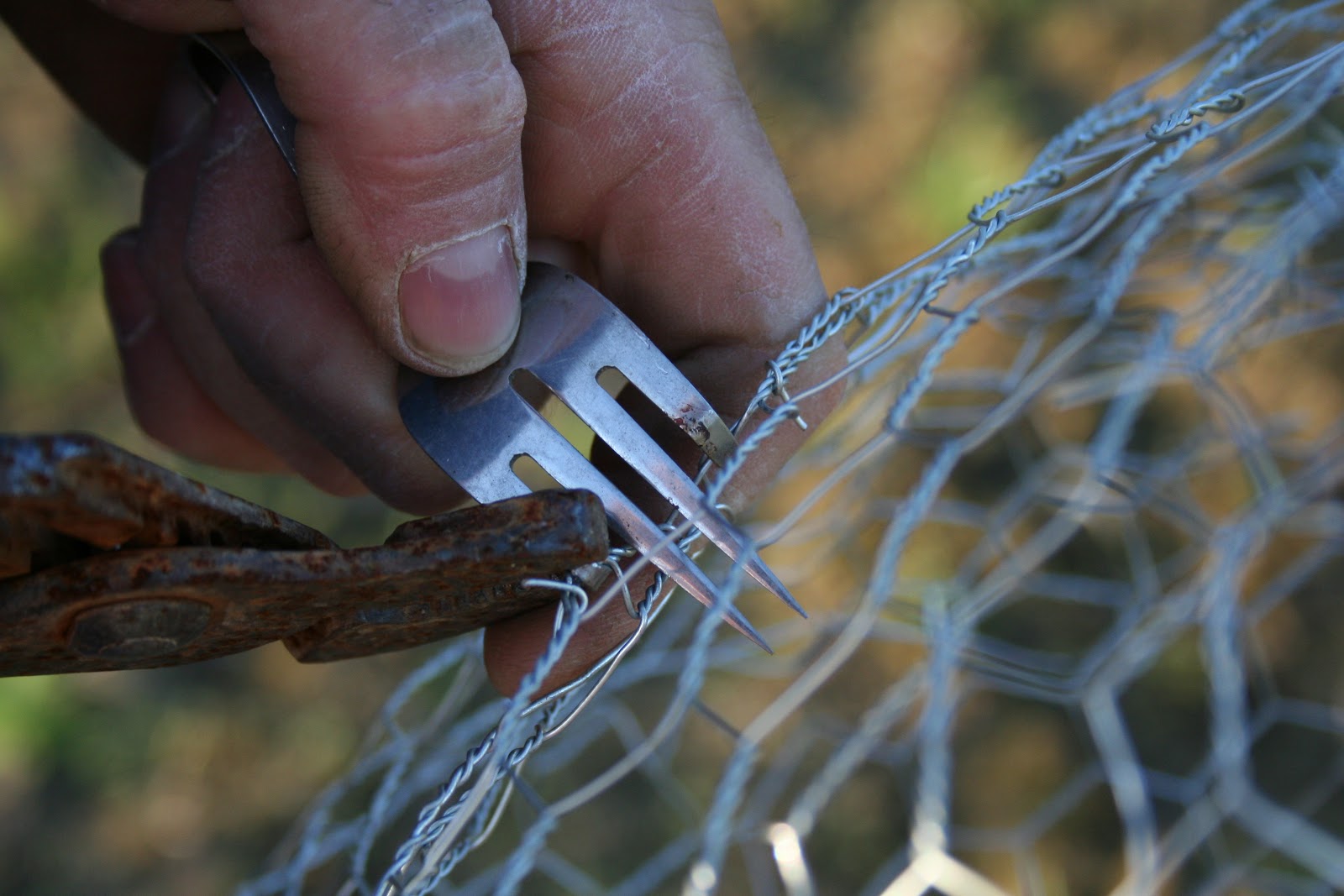 Chicken Scratch Poultry: Chicken Wire Cloches
