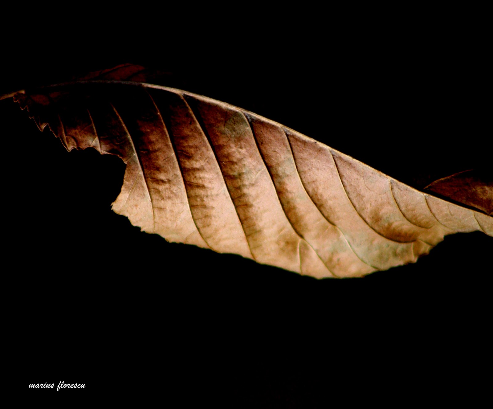 nicolae - marius florescu