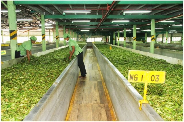 Ceylon Tea manufacture: WITHORING