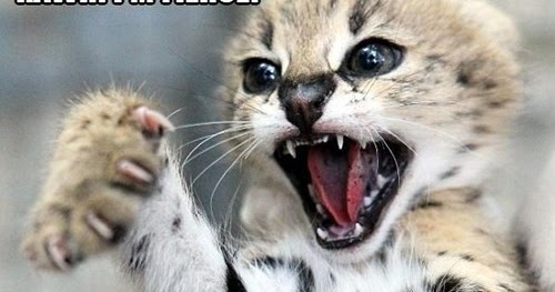 Thinking Pink: Top Five LOL Animals of the Day