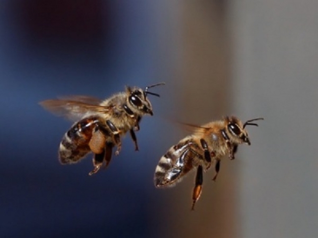 Todo de apicultura: La abeja reina, el zangano y la obrera