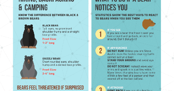 Survival Smarts: Bear Safety Tips [Infographic]