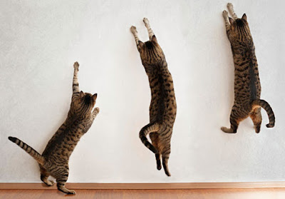 The Jump Manual Blog: May 2016