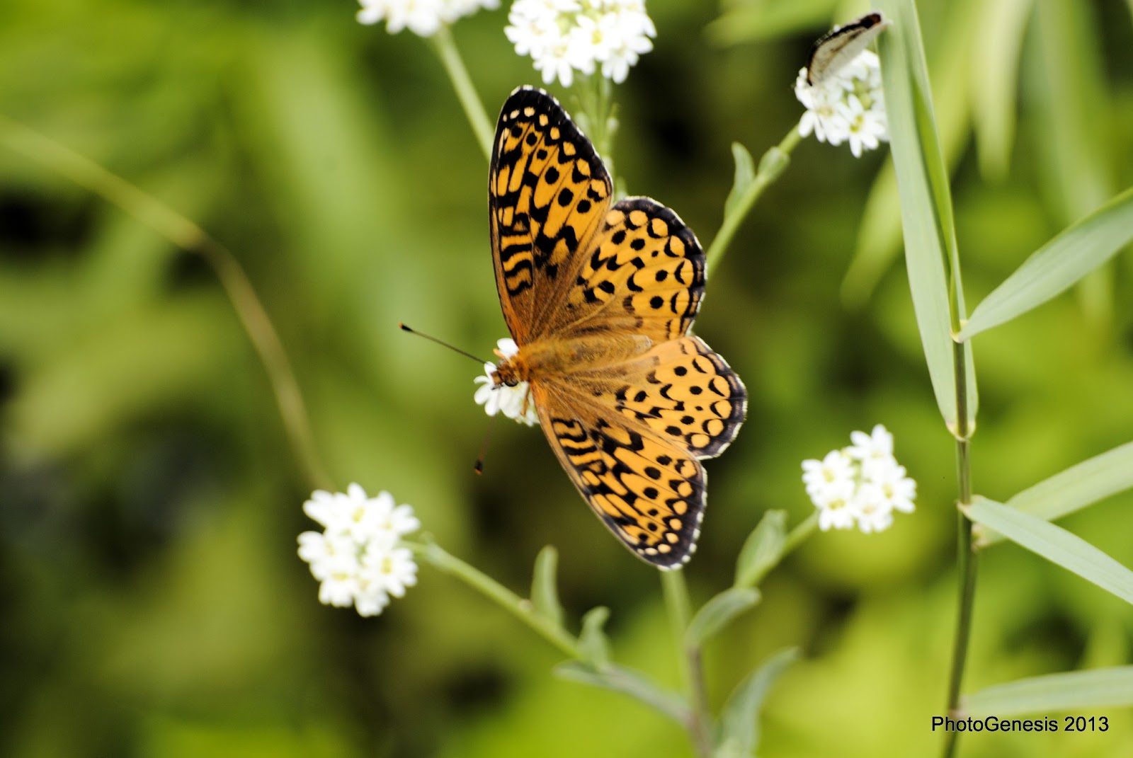 Frank's Photos: The amazing Butterfly!