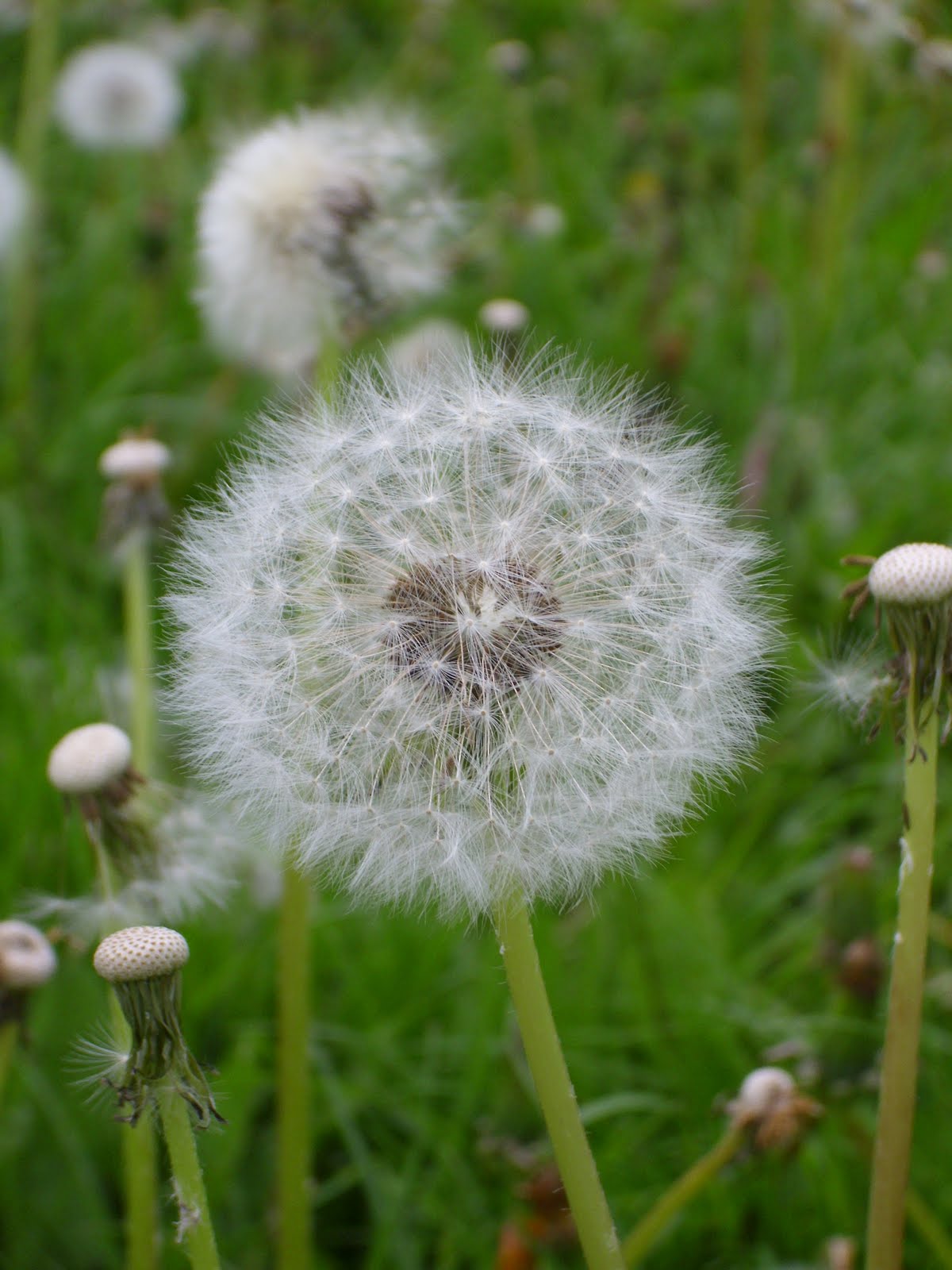 Svanvithe: Pusteblumen II