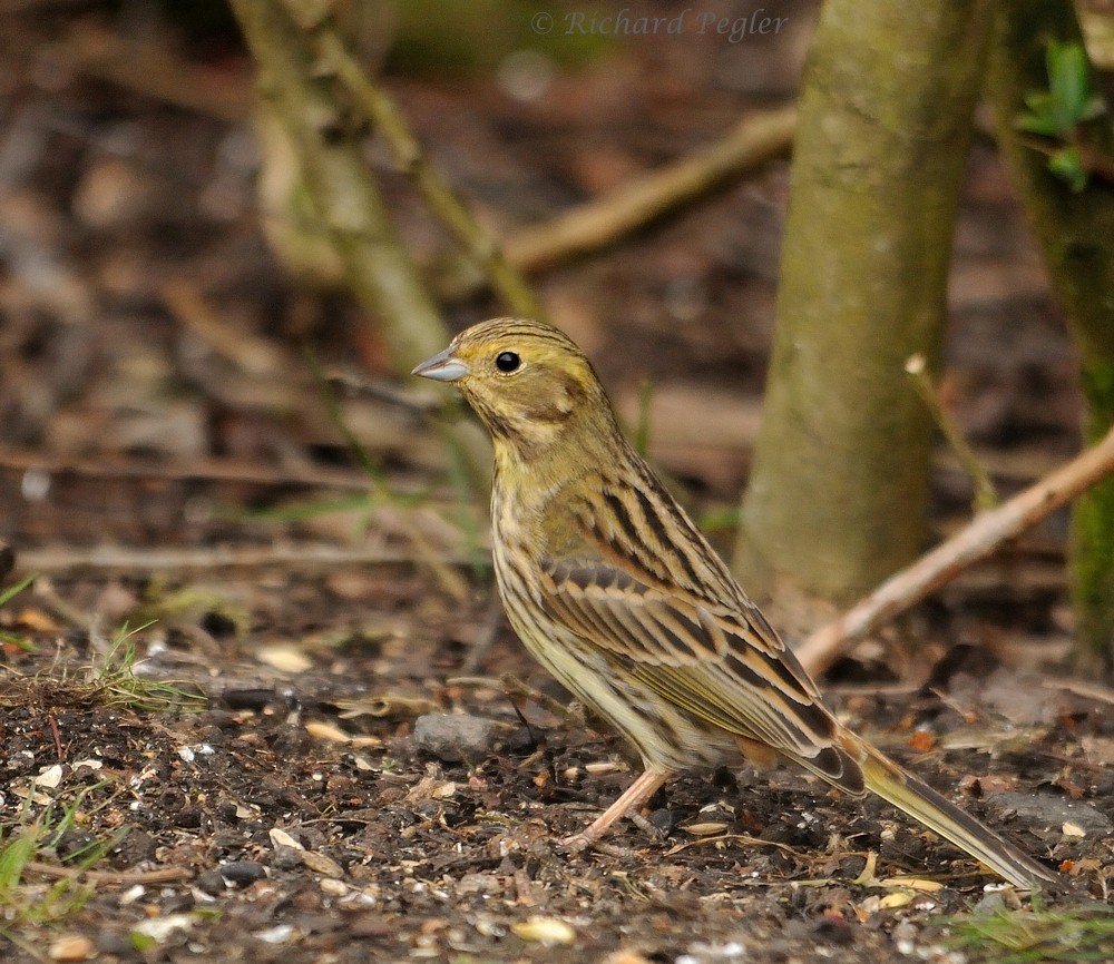 Pegler Birding: Bitting and Bobbing (and an owl or two!) - mid-February ...