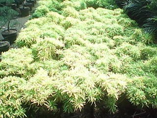 Tanaman brokoli kuning | Brocoli kuning | Tanaman hias kecil | Tukang Taman