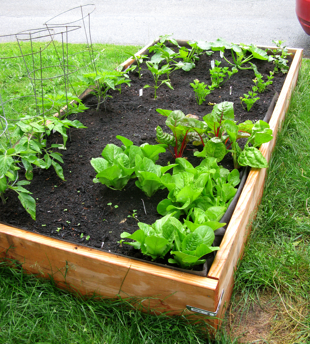 Growing Edibles in Vancouver, British Columbia: Vegetables in the Front ...