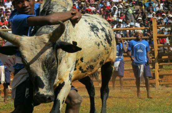 O Pelargos: Η τέχνη του επικίνδυνου φλερτ