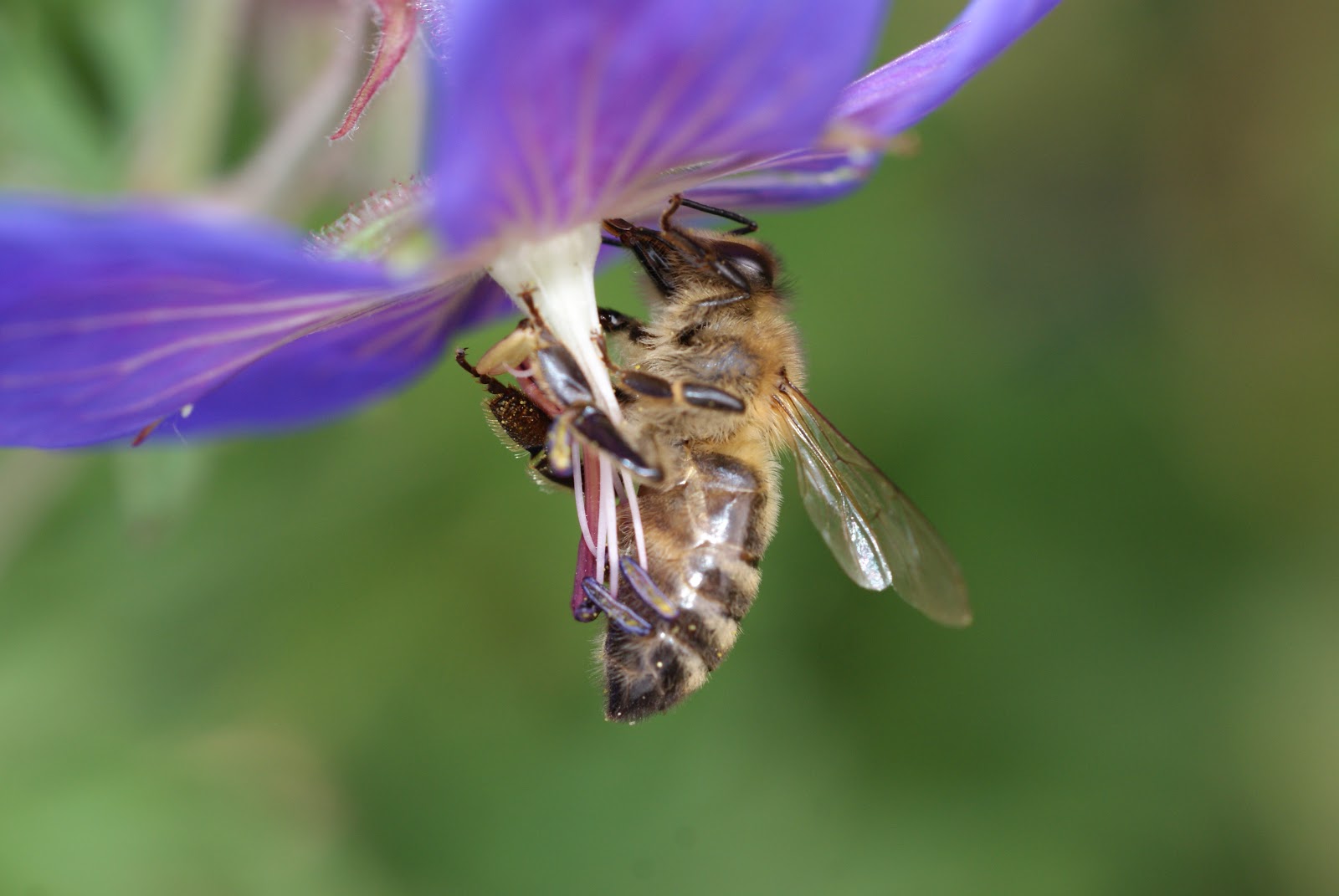 Natural Current Events: Going to great lengths for a drink of nectar