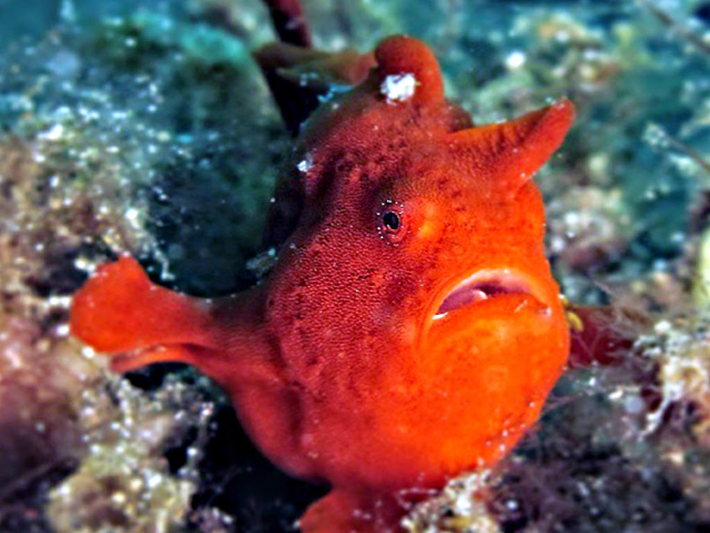 Red Devil In The Sea Wallpaper | Free Wallpaper In Here