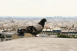 C. Photography: Tauben in Paris