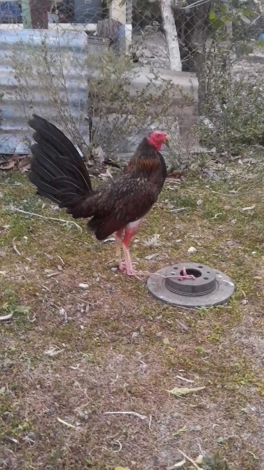 Gallo gallina Concha de Coco ~ Gallos 507