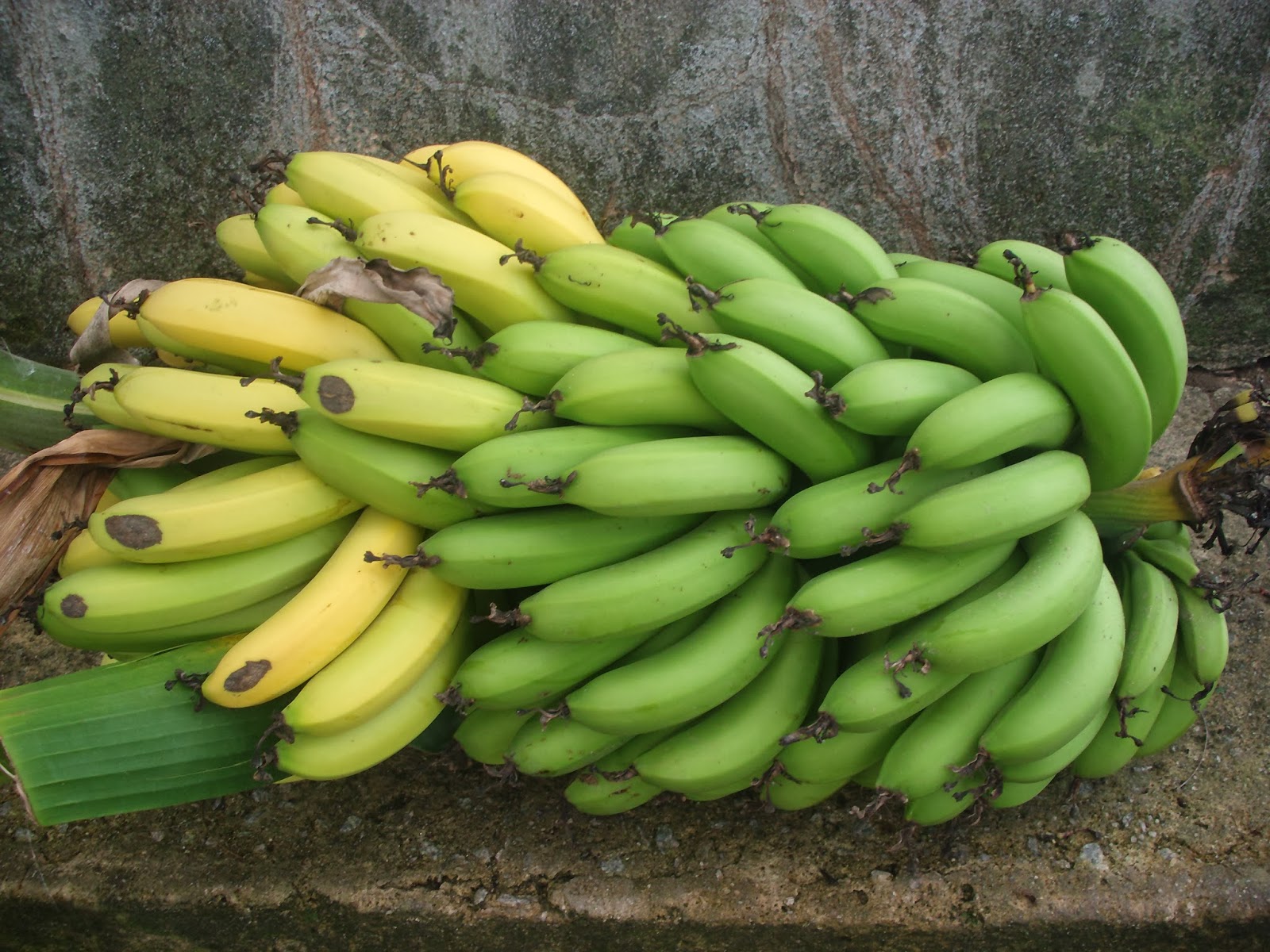 Hortas na Escola: COLHEITA DE BANANAS E PREPARO DE SEMENTEIRAS NA HORTA ...