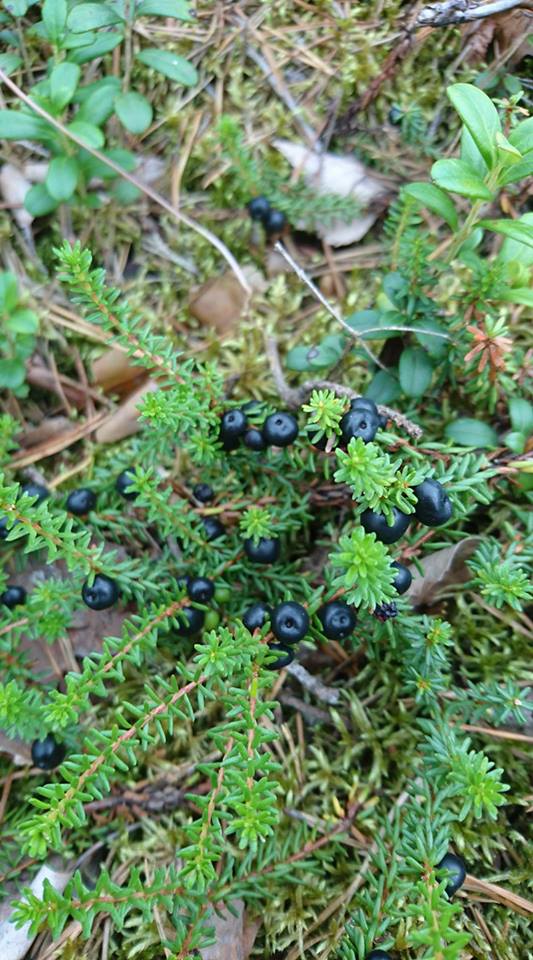 Ihan ulkona: Kaarnikoita poimimassa