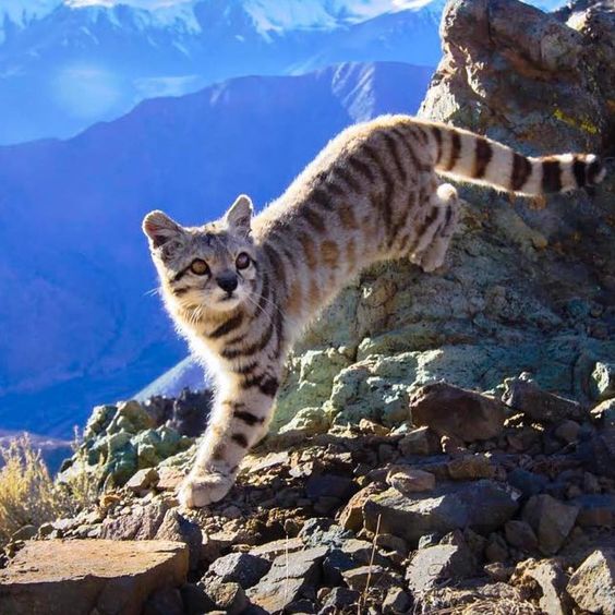 ANPP Animales y Plantas de Perú: Gato Andino - Leopardus jacobitus