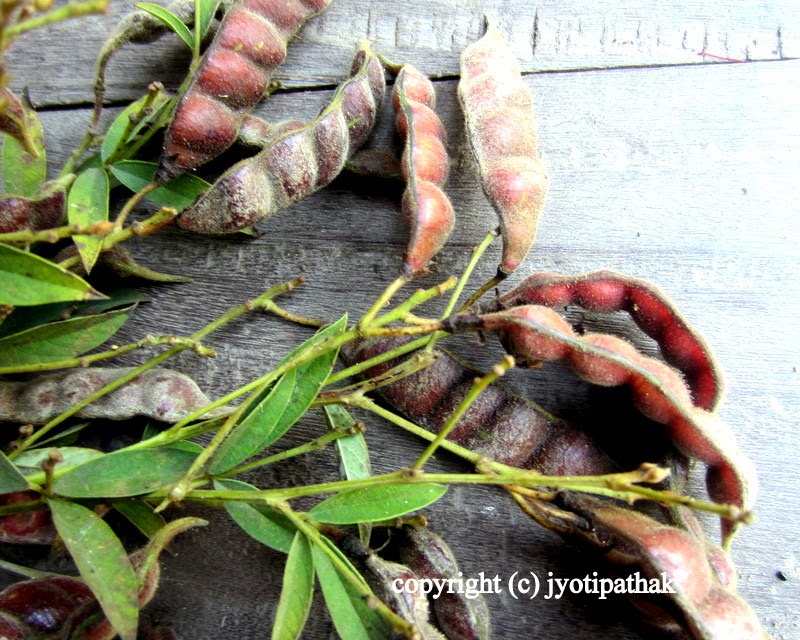 Taste of Nepal: Rahar ko Daal – split yellow pigeon peas (without skins)