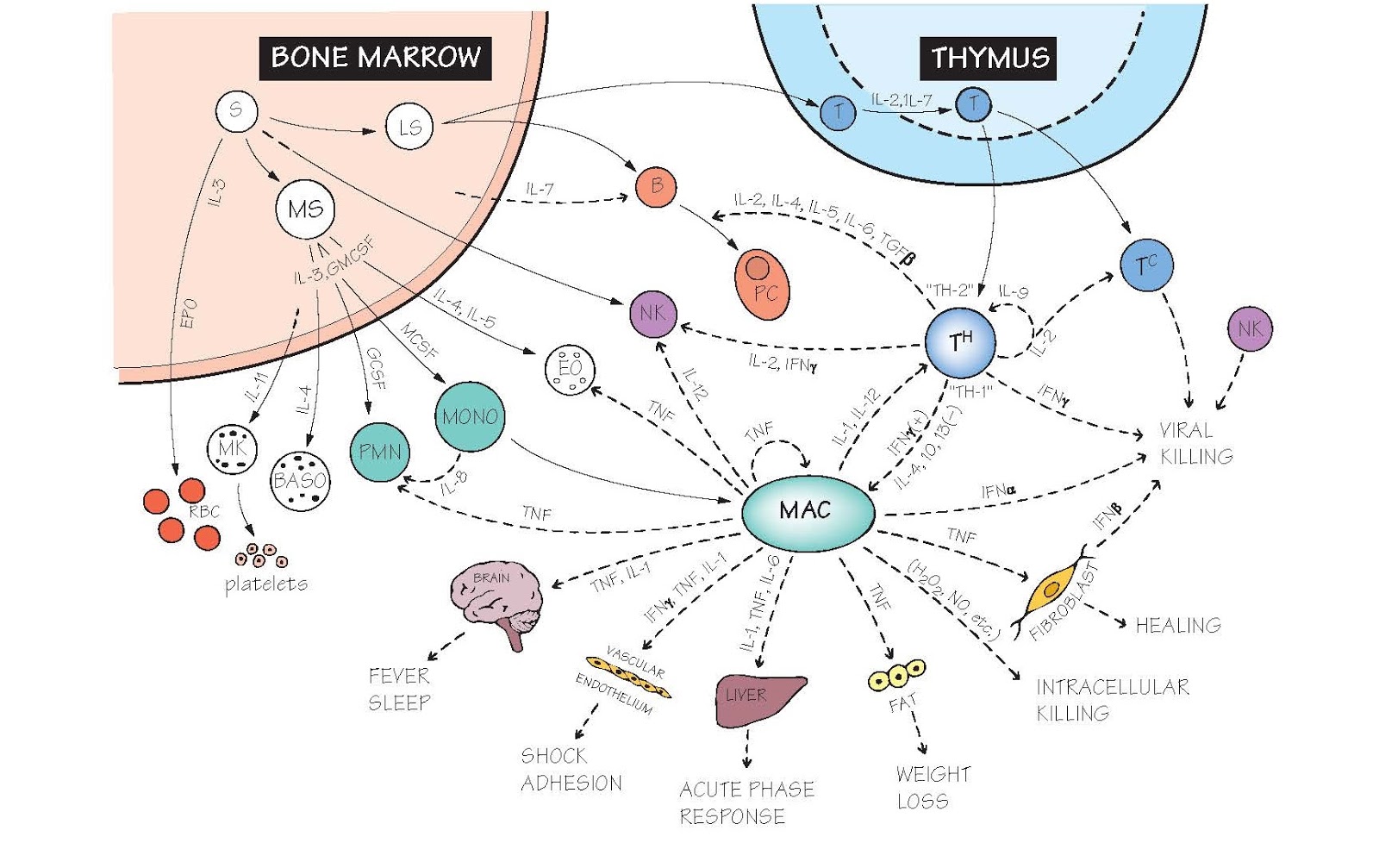 The Cytokine Network - pediagenosis