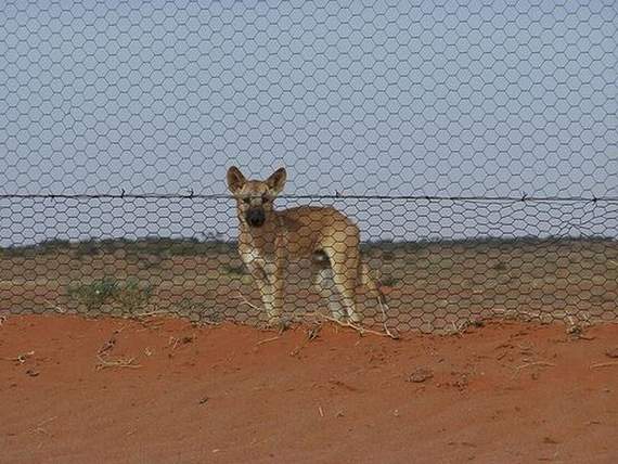 Outback Snack Australia: Dingo