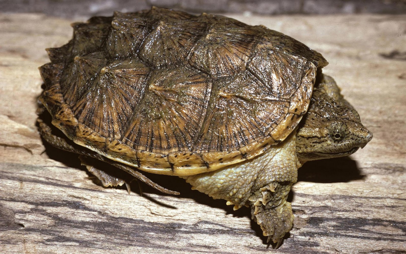 Schildpad Wallpapers