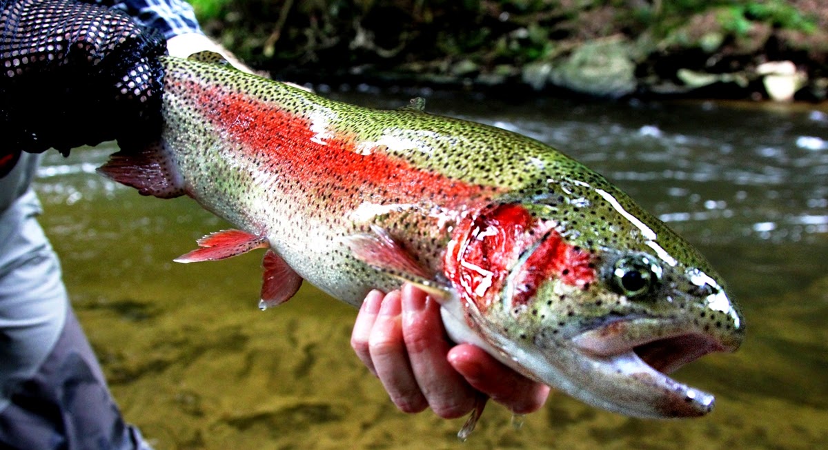Belle truite à vue. A nice trout caught sight fishing. | bchm | fly ...