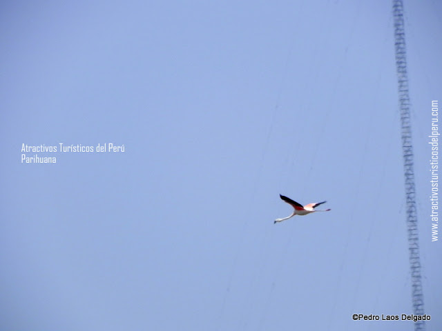 Parihuana, ave bandera peruana | Atractivos Turísticos del Perú