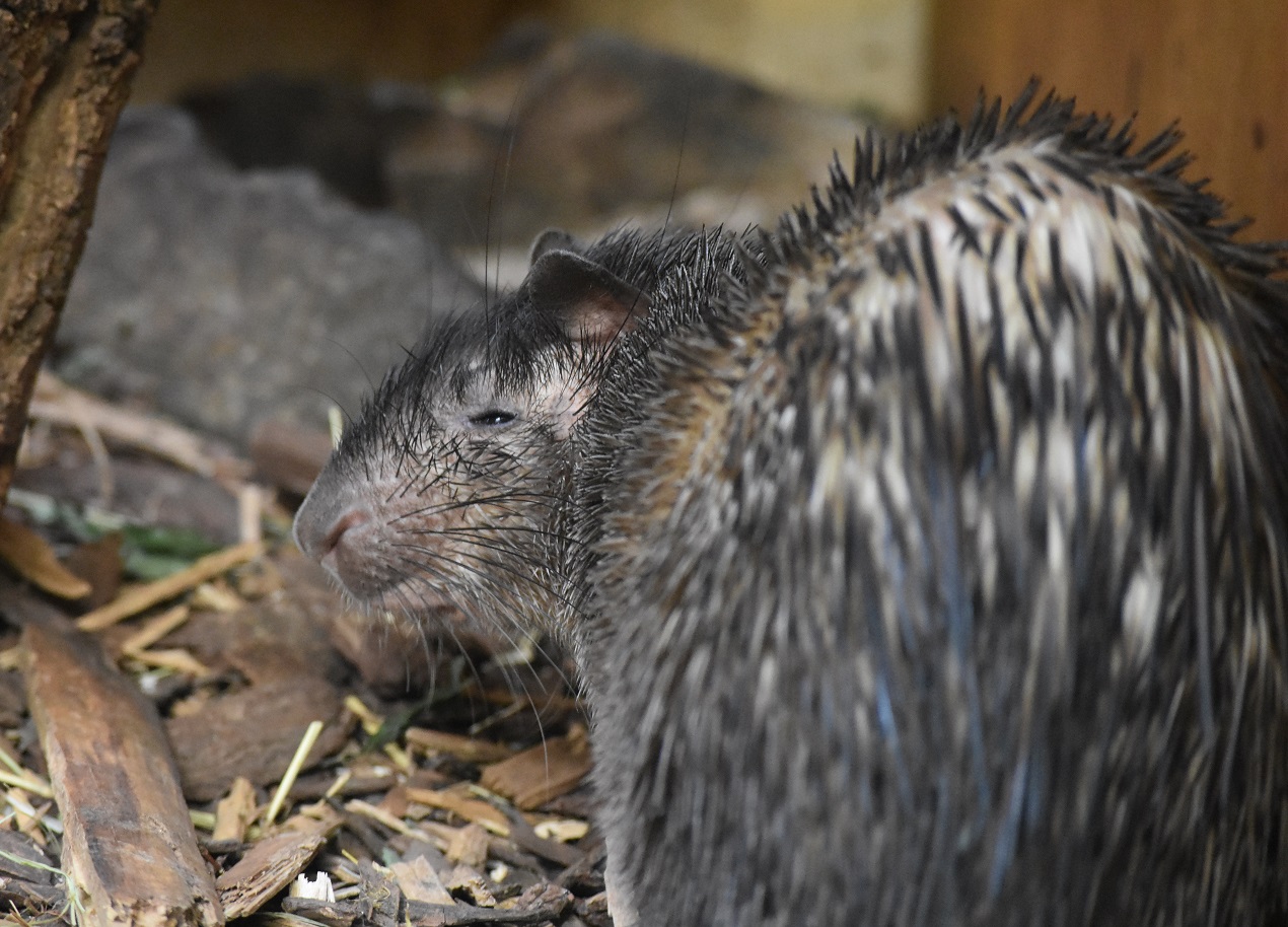 ZOOTOGRAFIANDO (6.100 ANIMALS): ATERURO AFRICANO / AFRICAN BRUSH-TAILED ...