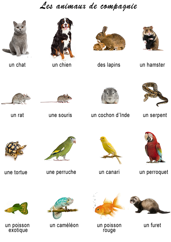 Blog DV Français: RÉVISION 3º DE ESO