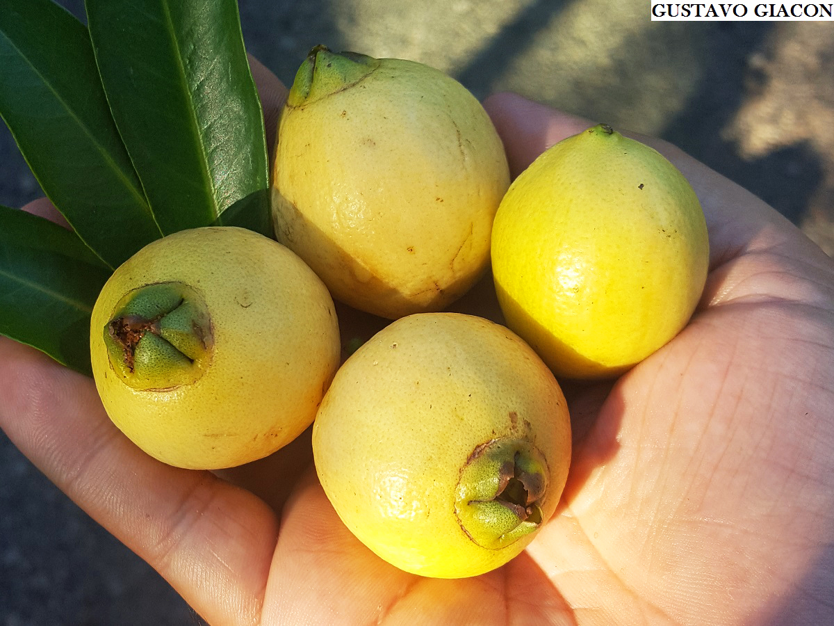 Viveiro Ciprest - Plantas Nativas e Exóticas: Jambo Amarelo ( Syzygium ...