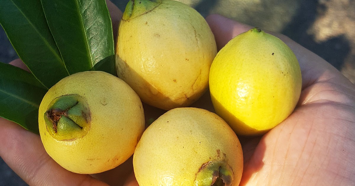 Viveiro Ciprest - Plantas Nativas e Exóticas: Jambo Amarelo ( Syzygium ...