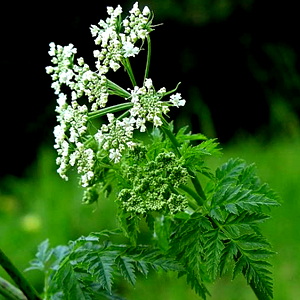 Flora de Israel: La cicuta, Conium maculatum, רוש עקוד