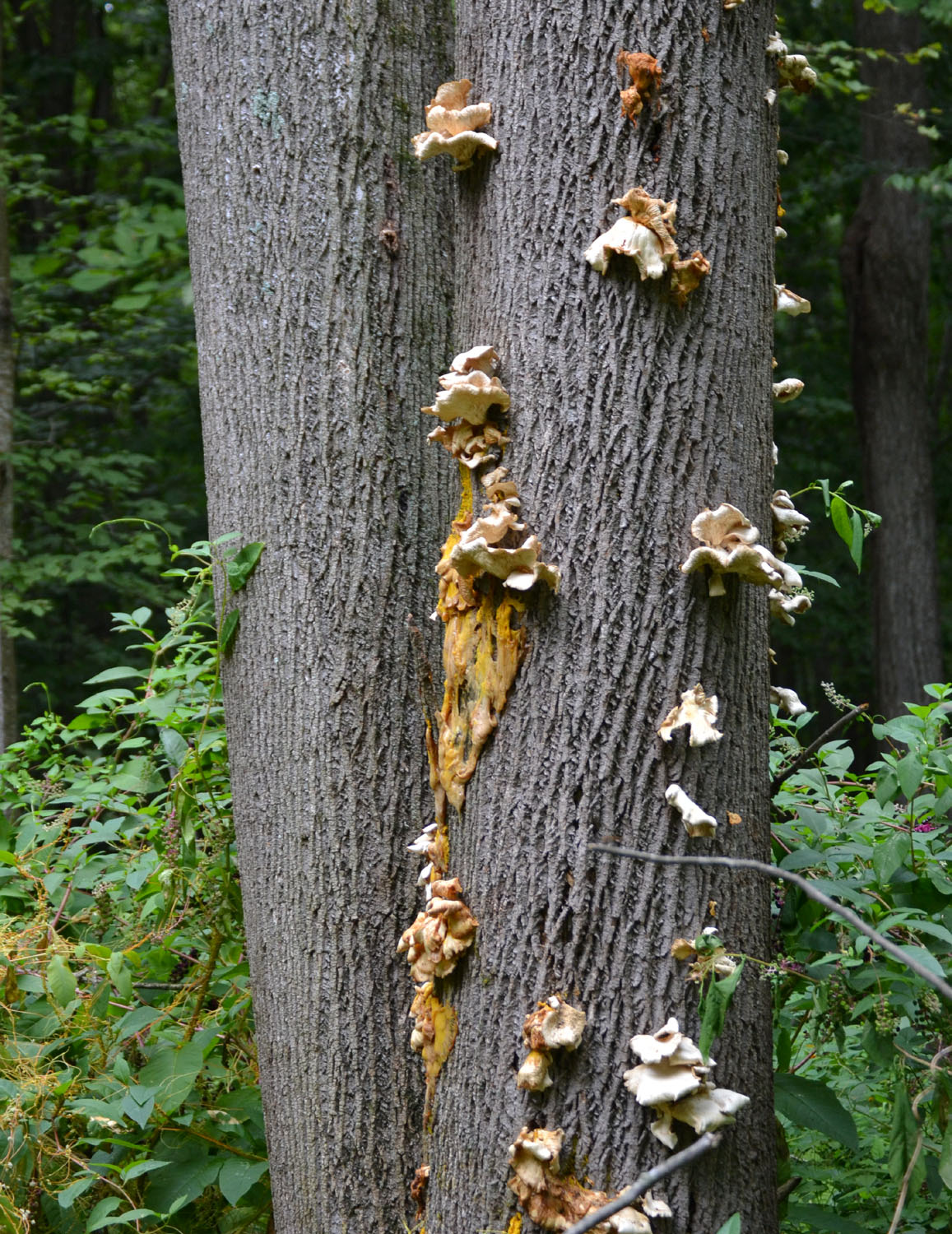 Woods Walks and Wildlife: August 2011