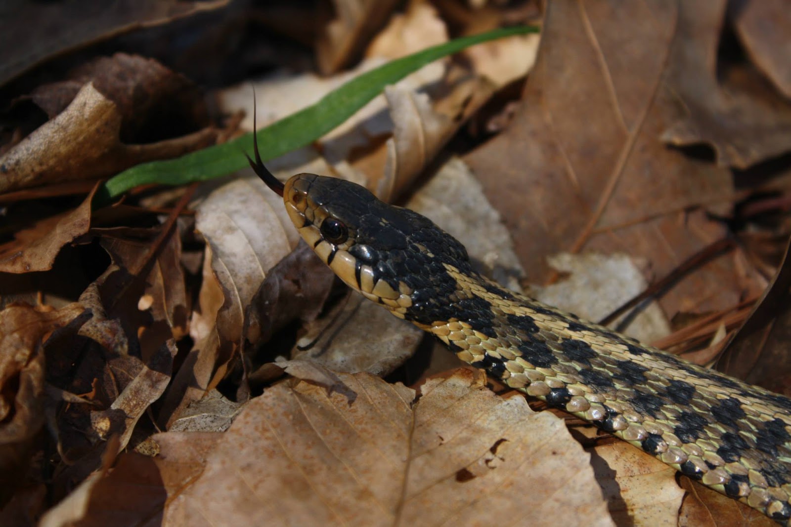 Nature Explorer : How Snakes Find, Capture, And Swallow Their Prey