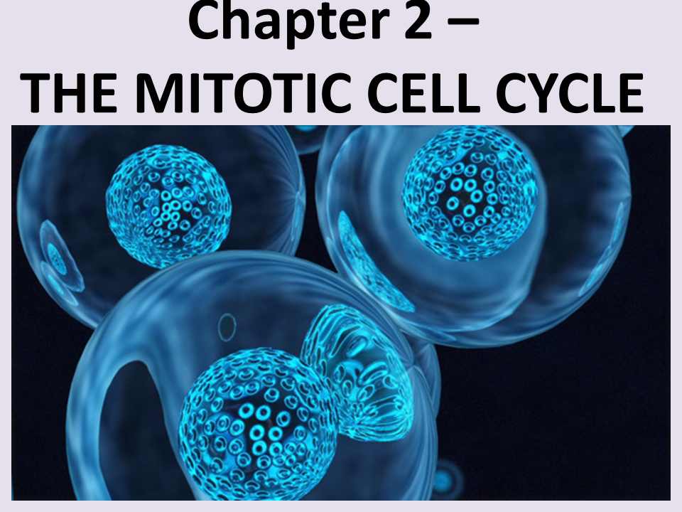 Grade 11: Chapter 2 - THE MITOTIC CELL CYCLE
