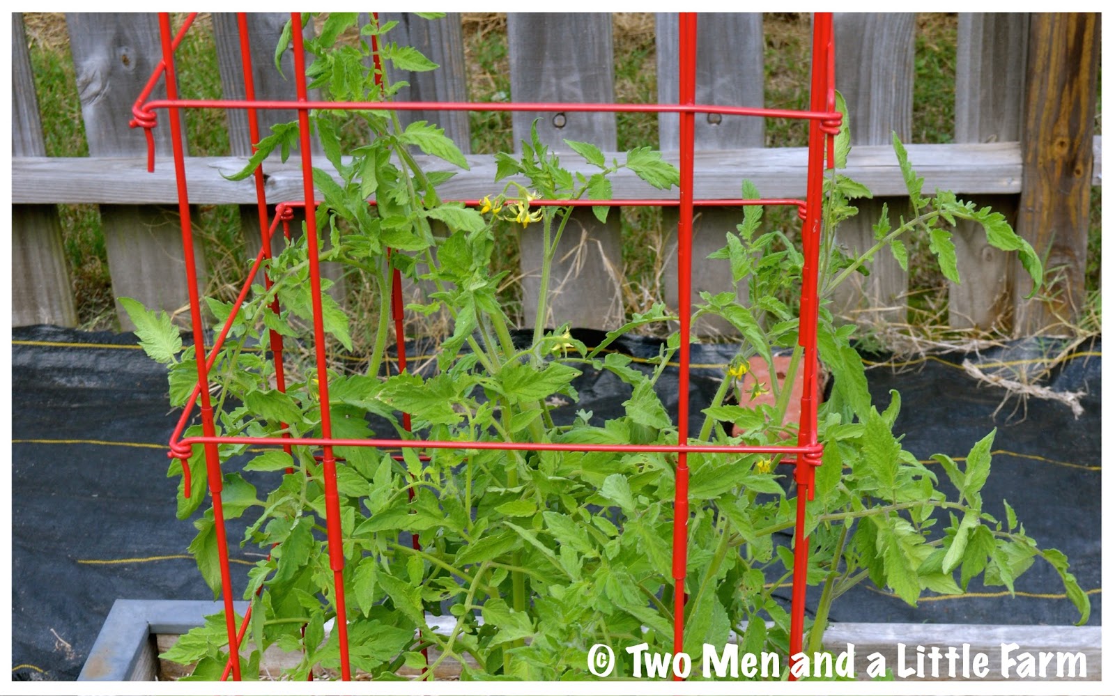 Two Men and a Little Farm: FALL GARDEN HARVEST