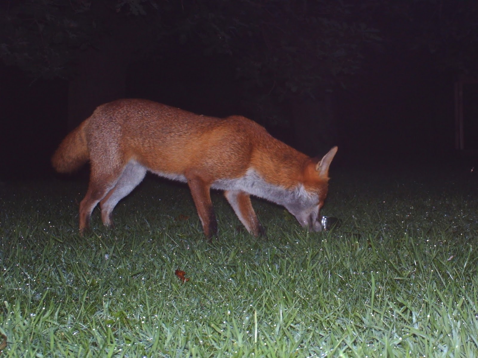 TrogTrogBlog: The Hedgehog and the Fox