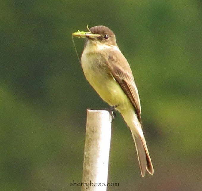 Simply Living: Fee-bee! Fee-bee!