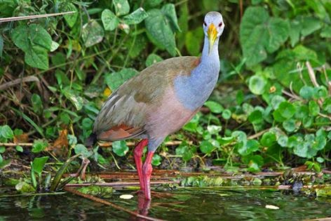Cultura Guaraní: LEYENDA DEL YPAKA'A