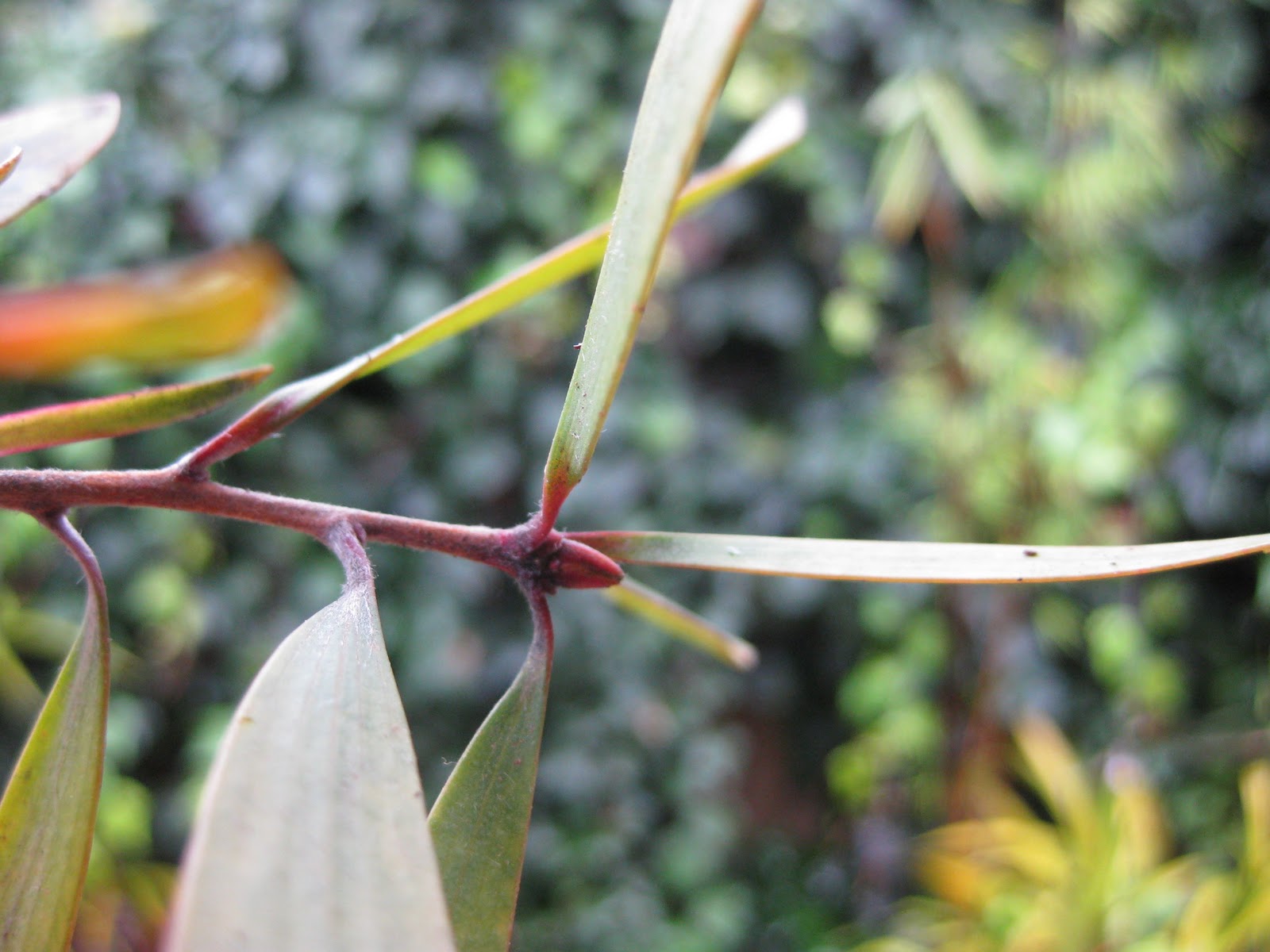 Trees of Santa Cruz County: Melaleuca quinquenervia - Paperbark Tea tree