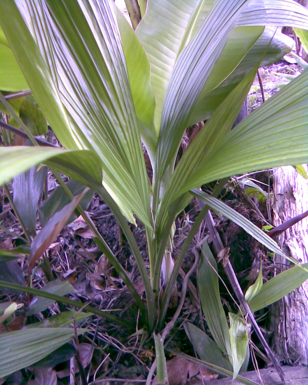 WARISAN ETNOBOTANI: Nyiur Puyuh/Lemba