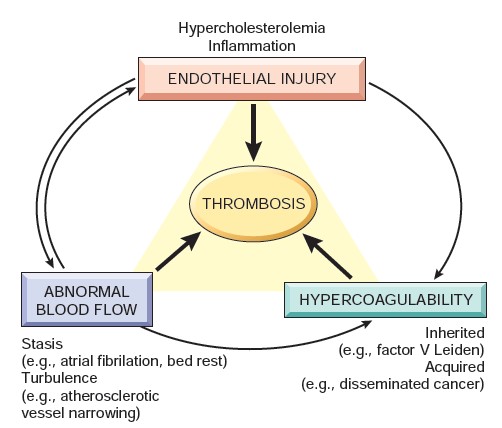 Hemostatis, Hemorrhagic Disorders, and Thrombosis ~ MedNotez