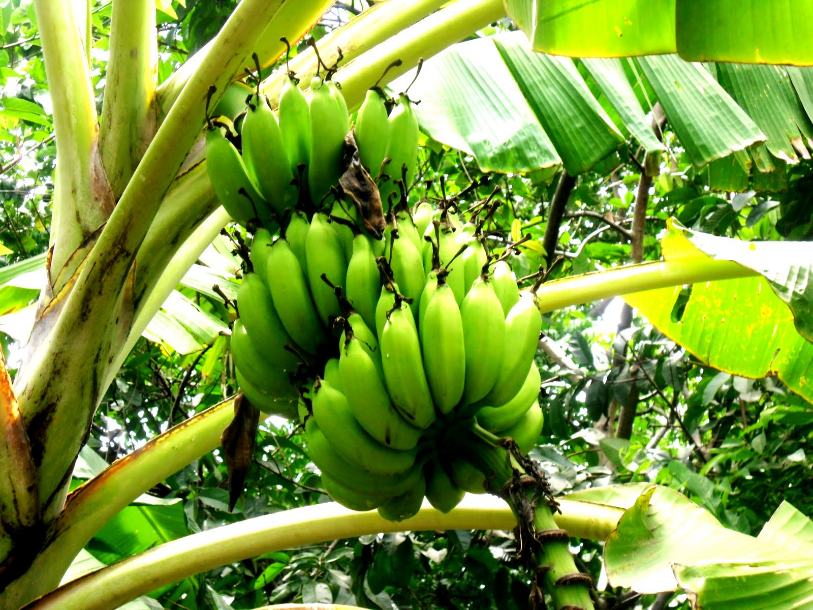 AgroHelp : A Cultura da Bananeira