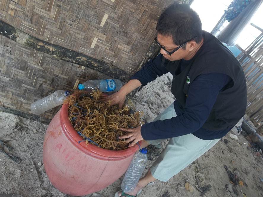 ALAM HIJAU: DEMPLOT ALAM HIJAU PADA RUMPUT LAUT