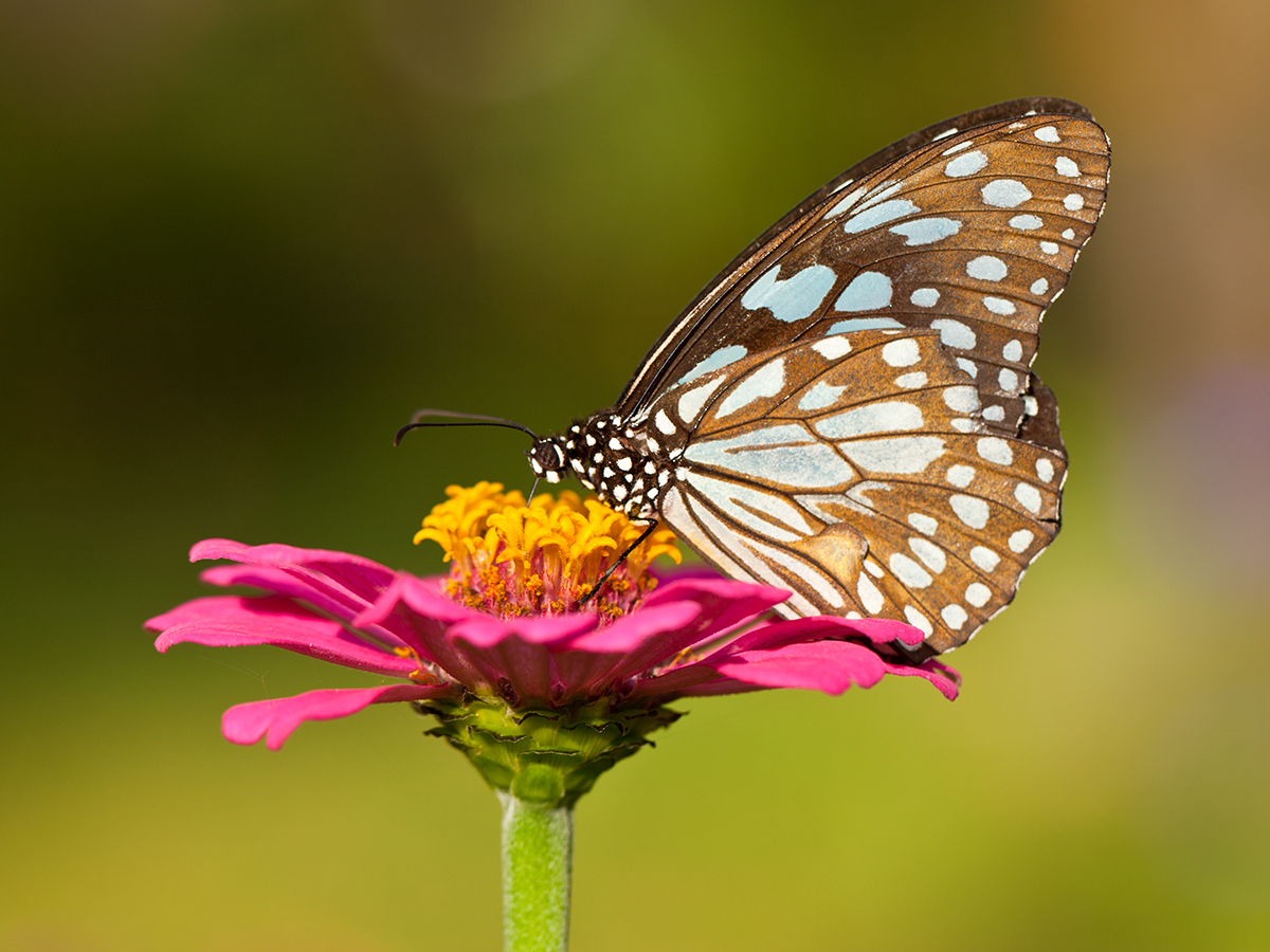 Butterfly Photography Tips – Working With Natural Light - Technology Share