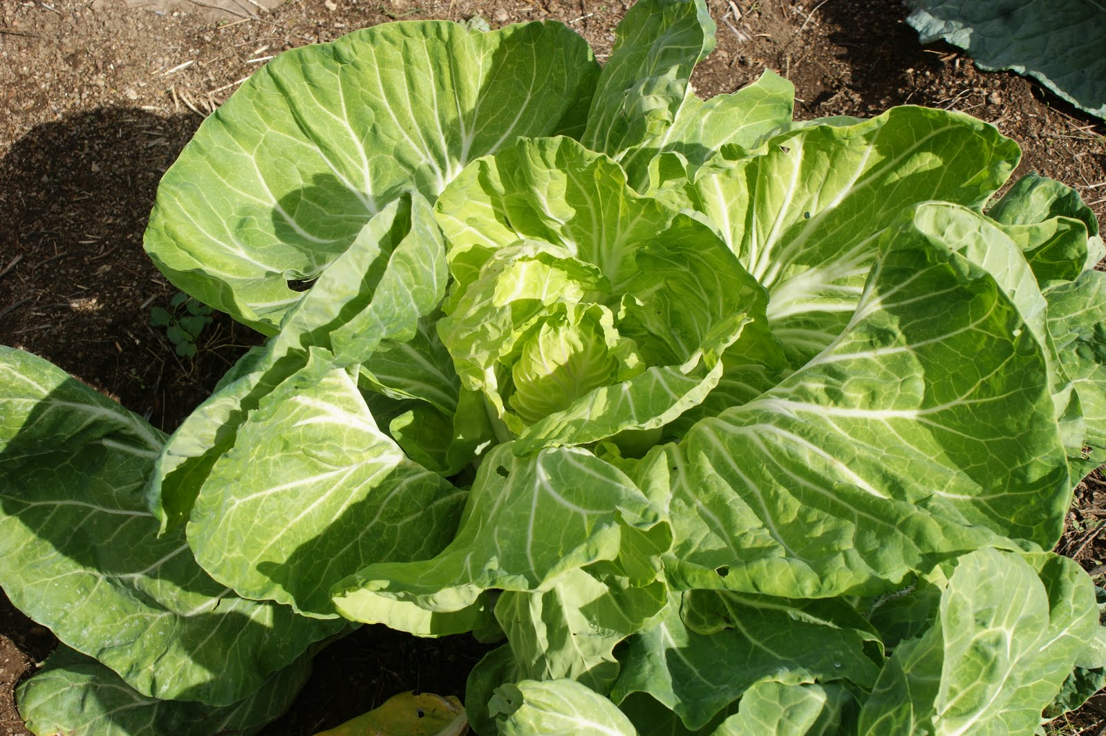 CULTURAS NO CAMPO: PENCAS